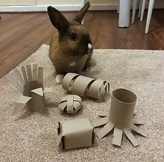 Bunny Toys, Chewing, and Mental Stimulation